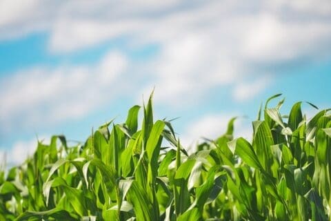 Spiritual Meanings of Maize in a Dream Revealed